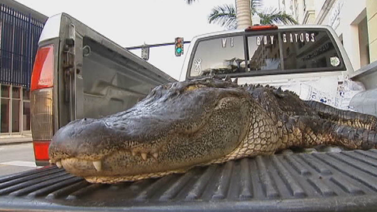 Gator Caught After Biting Man on Foot in West Palm Beach Canal – NBC 7 ...