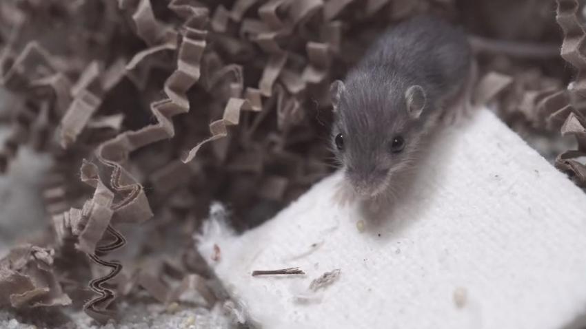 San Diego Zoo Global Welcomes Pacific Pocket Mice Pups – NBC 7 San Diego