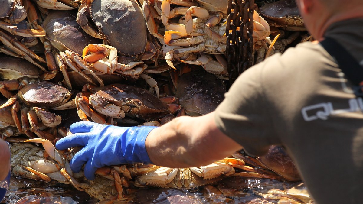 Dungeness Crab Season Off Most of California’s Coast to End Early – NBC ...