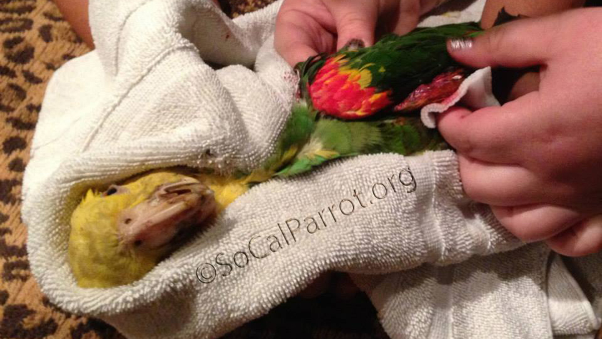 Wild Parrot Shot, Injured With Pellet Gun – NBC 7 San Diego