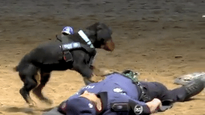 Is There a Dog-tor in the House? Spanish Police Dog ‘Performs CPR’ on ...