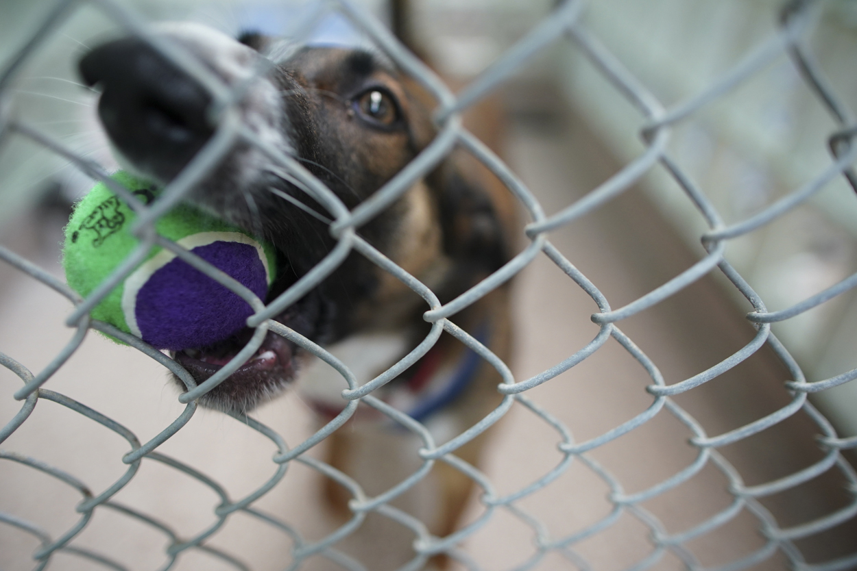 Fees waived for first 100 pet adoptions at San Diego Humane Society ...