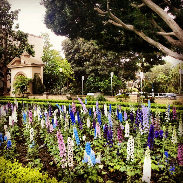 Celebrating the 162nd Birthday of Local Botanist Kate Sessions – NBC 7 ...