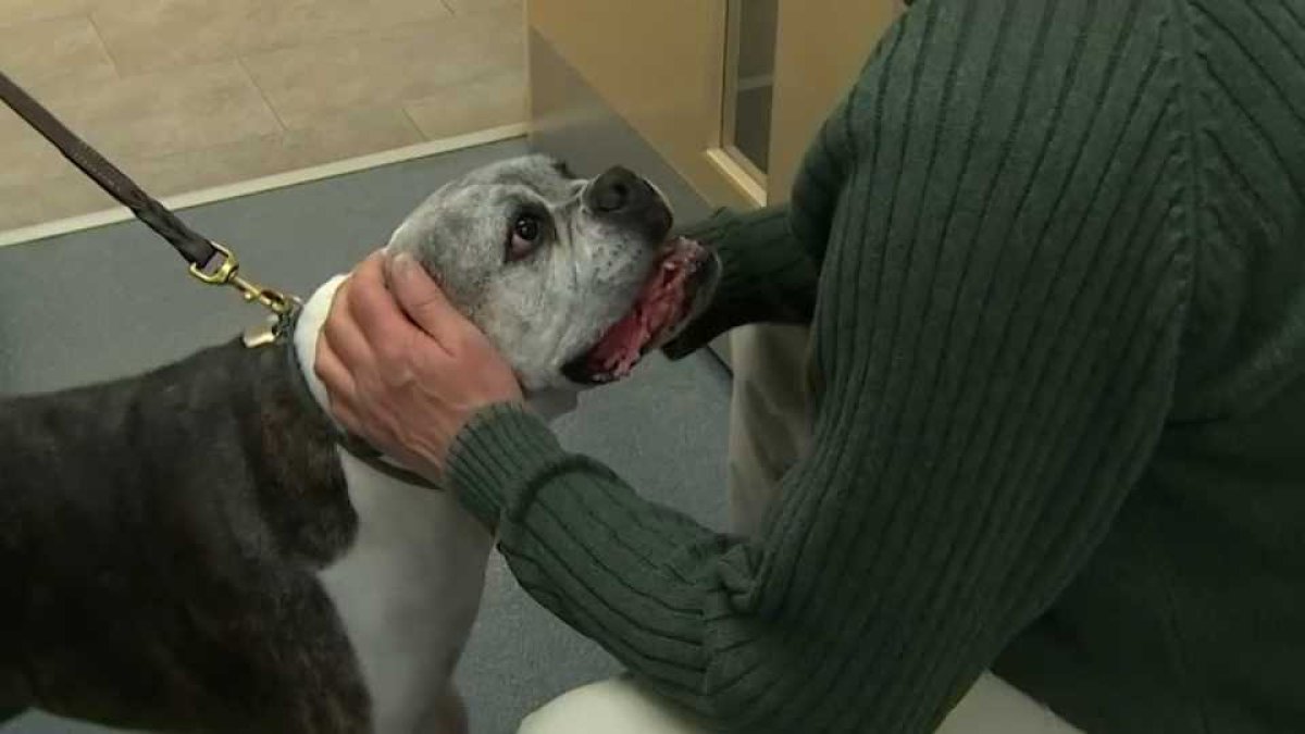 ALS Cures Being Tested on Suffering Dogs – NBC 7 San Diego