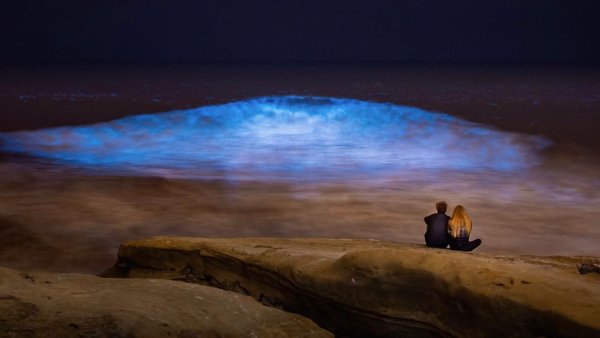 Search for Couple: Stunning Bioluminescence Pic Shows Pair Enjoy ...