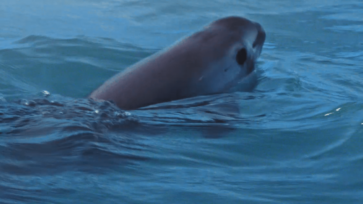 Filmmaker Exposes International Crime Ring for Decimating Endangered ...