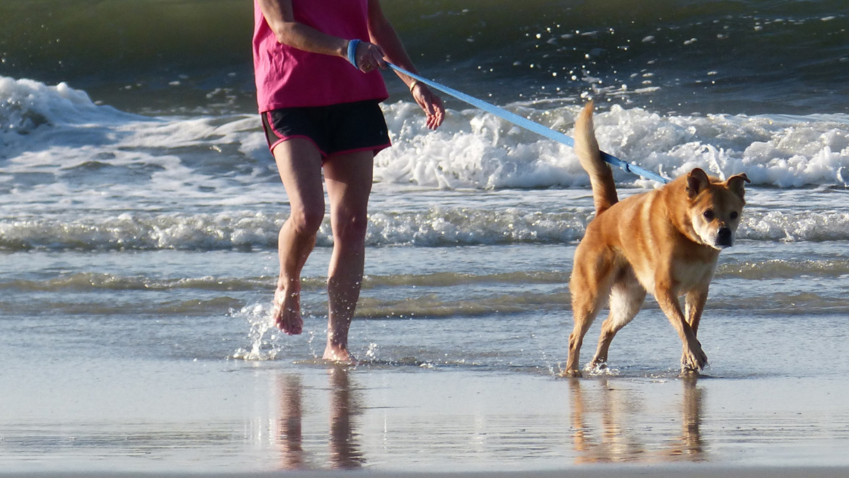 Ocean Beach Dog Beach Reopened; Beach Advisory in Effect for These San ...