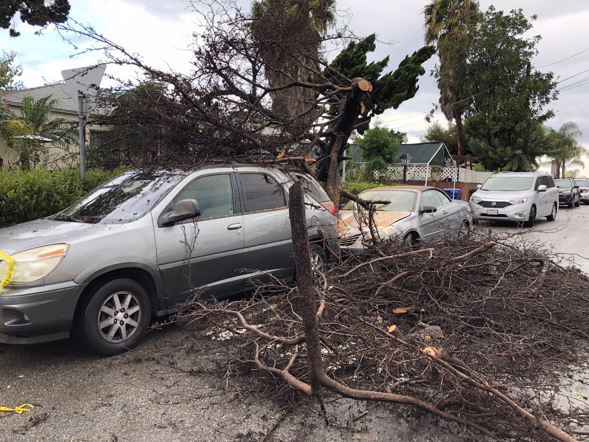 Fallen Tree Damages 2 Cars, Leaves Family Out on a Limb – NBC 7 San Diego