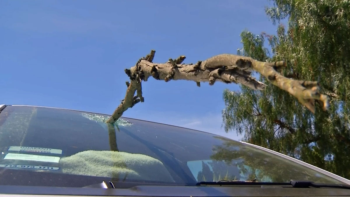 Branch Through Windshield Nearly Impales Driver – NBC 7 San Diego