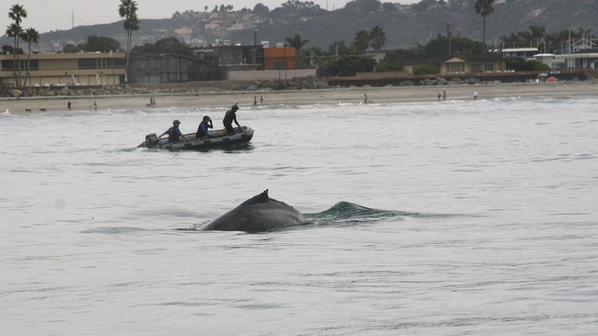 Humpback Whale Rescued Off San Diego Coast – NBC 7 San Diego
