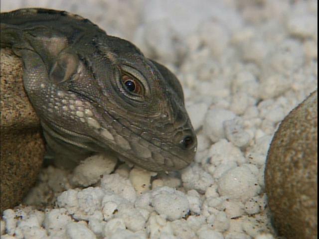 New Babies Hatch for Endangered Iguanas – NBC 7 San Diego