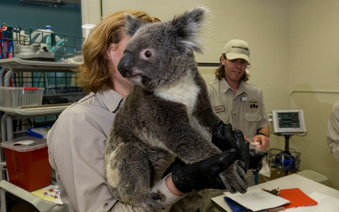 SD Zoo’s New Koalas Get Check-Up – NBC 7 San Diego