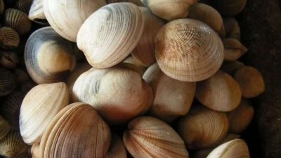 CDPH warns not to eat San Diego County sport-harvested shellfish – NBC ...