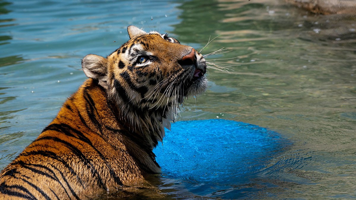 Rescued Bengal Tiger ‘Moka’ Celebrates First Year at Alpine Sanctuary ...