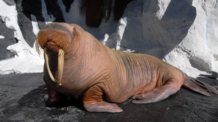 28-Year-Old Walrus Dies at SeaWorld San Diego – NBC 7 San Diego