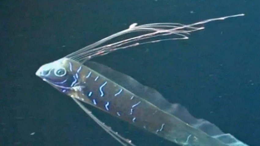 Scientists Can’t Explain Rare Oarfish Found in California – NBC 7 San Diego