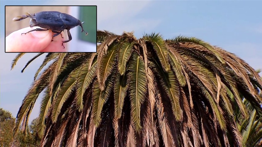 Palm-Killing Weevil Poses Threat to Southern California Region – NBC 7 ...