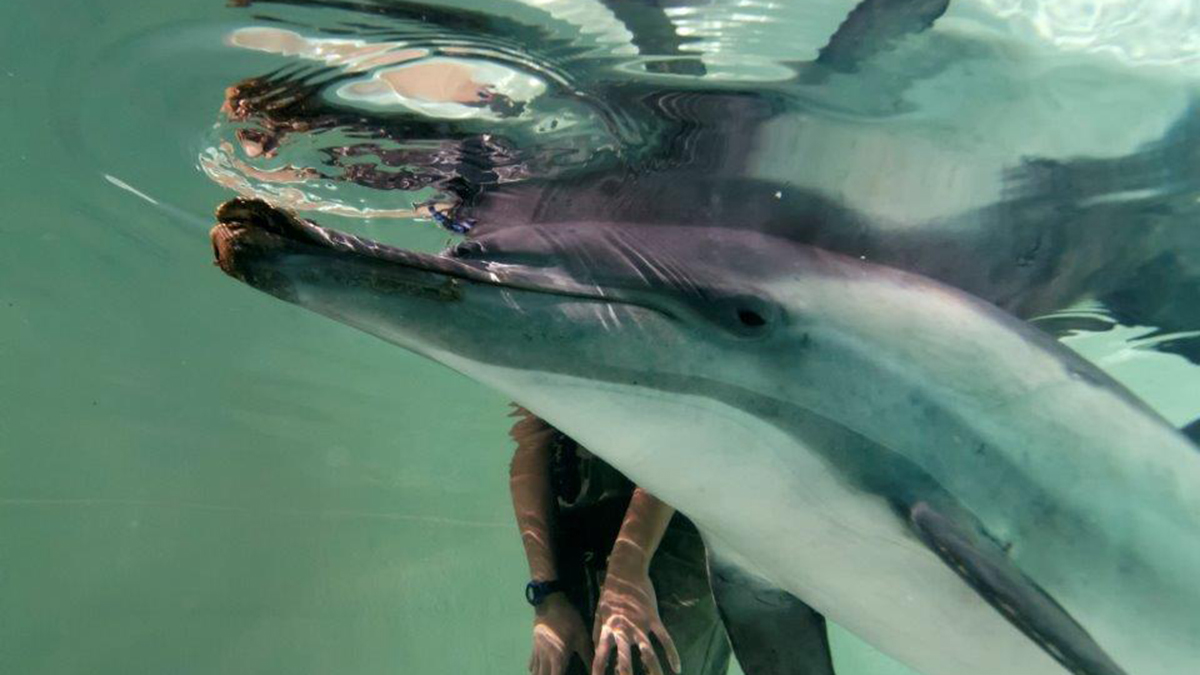 Dolphin With Broken Jaw Rescued by SeaWorld Dies – NBC 7 San Diego