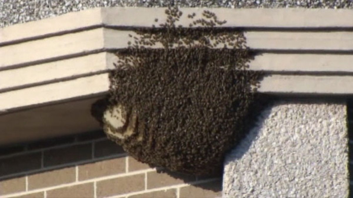 Bee Careful: Spring Time Brings More Bee Swarms to San Diego – NBC 7 ...