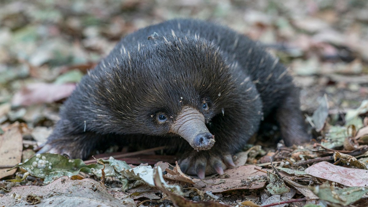 Echidna Puggle Born at San Diego Zoo Safari Park for 1st Time in ...