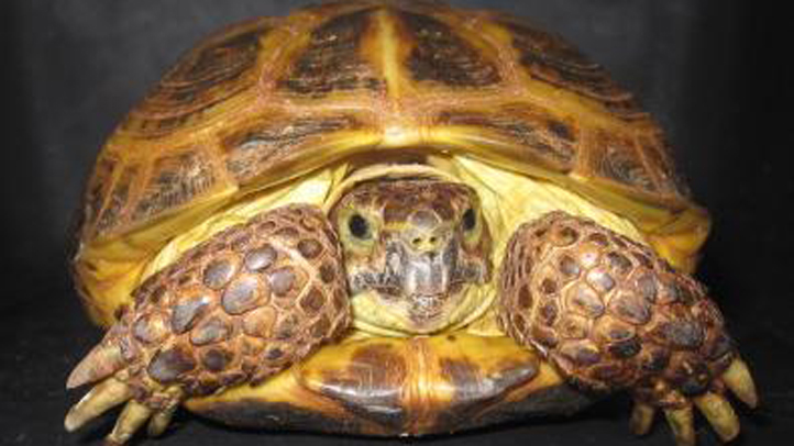 ‘Flying Tortoise’ Lands New Home – NBC 7 San Diego