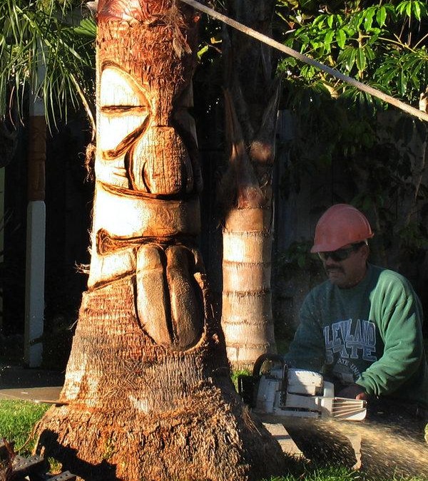 Chainsaw Ends Tiki Tree Fight (Maybe) – NBC 7 San Diego