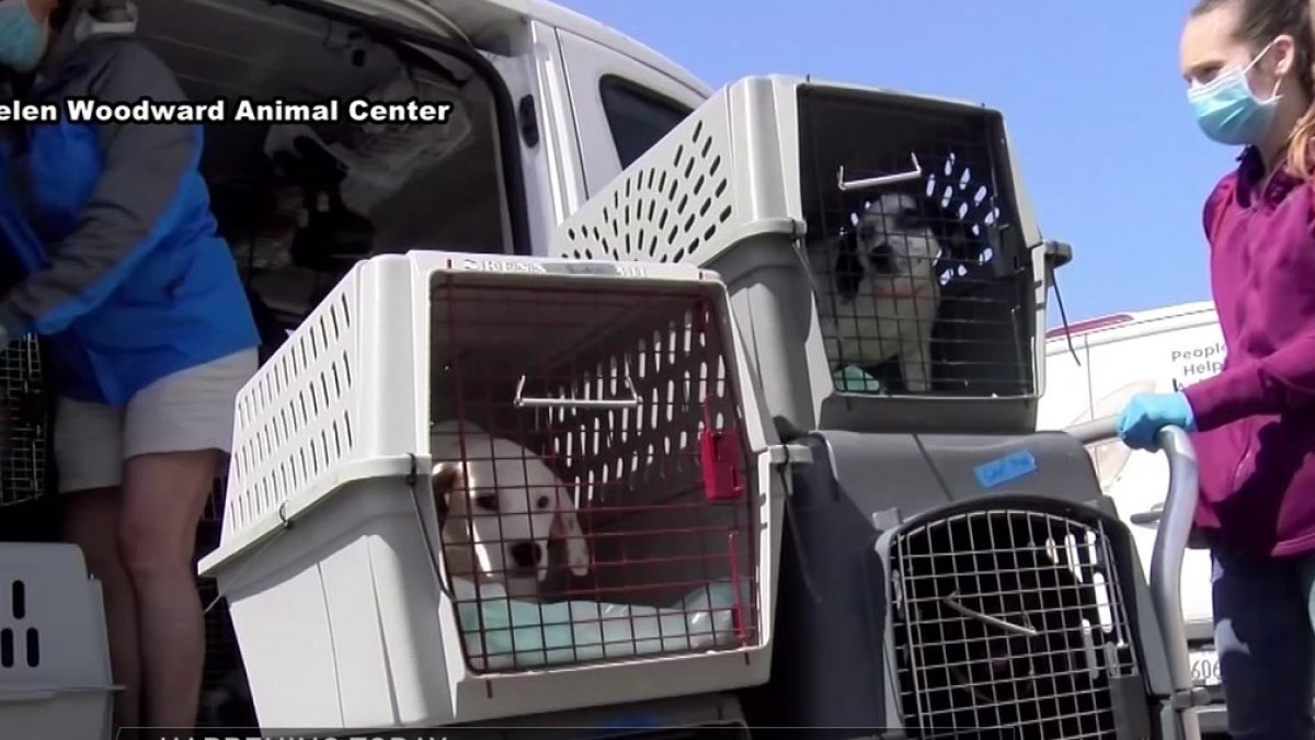Helen Woodward Animal Center Taking in Dozens of Dogs From Louisiana ...
