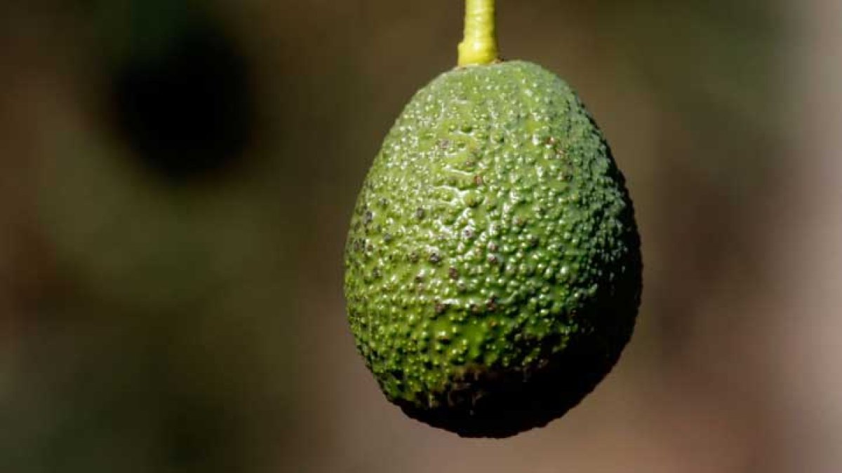 Cold weather affecting Fallbrook’s avocado crop – NBC 7 San Diego