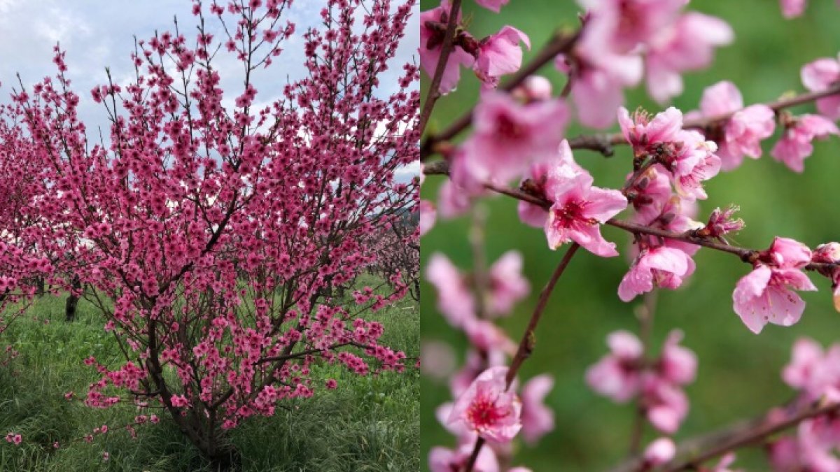 Stroll a Peach Farm as It Bursts with Blooms – NBC 7 San Diego