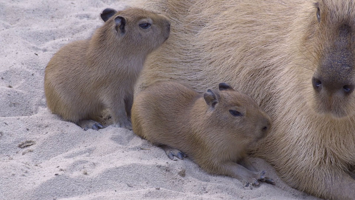 San Diego’s Cutest Critters – NBC 7 San Diego