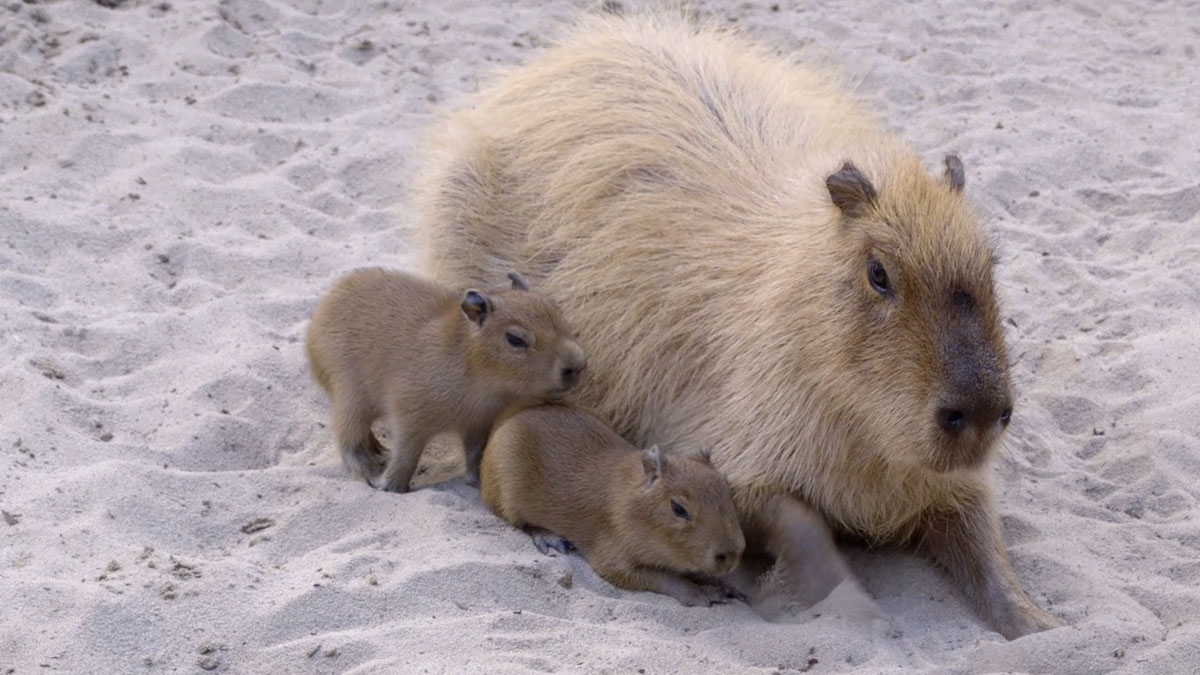 San Diego’s Cutest Critters – NBC 7 San Diego