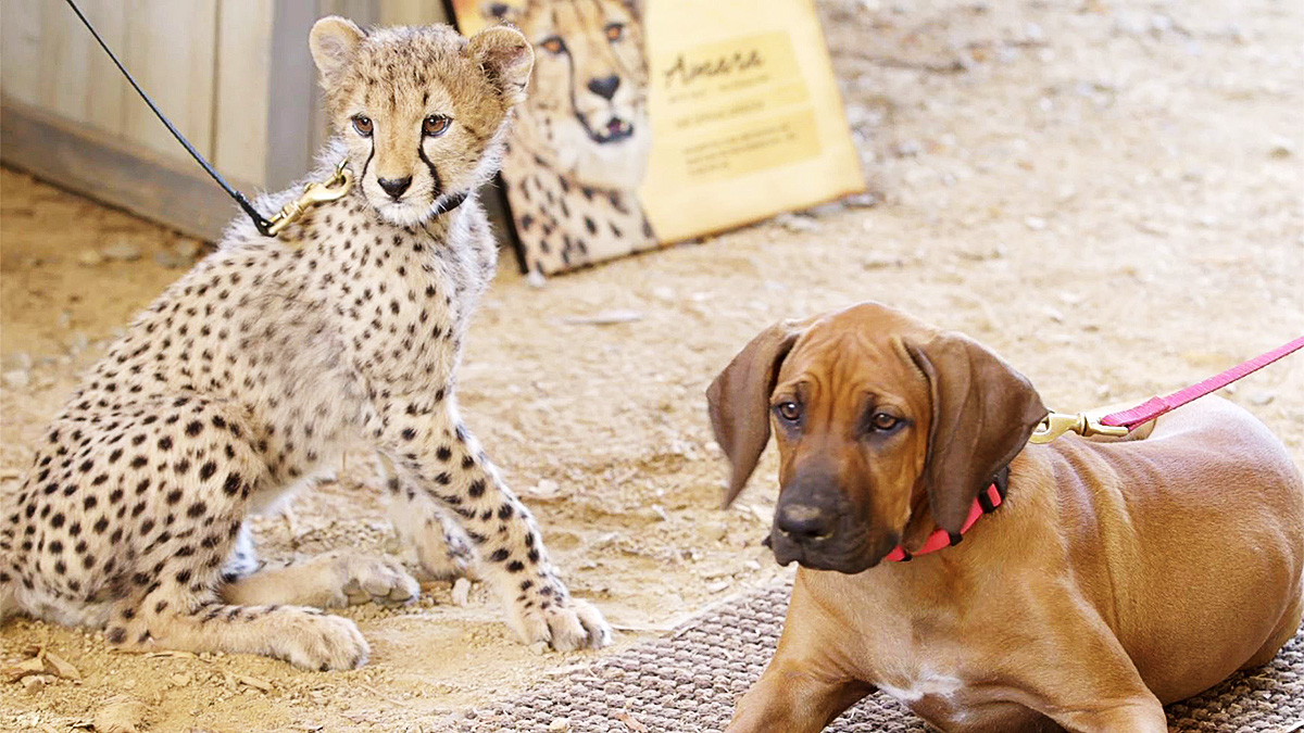 Puppy Helps Cheetah Cub Recover From Surgery – NBC 7 San Diego