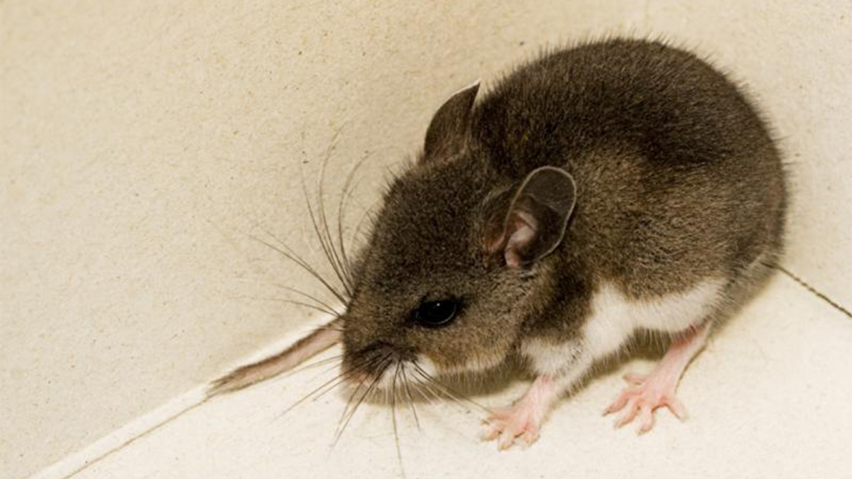 Four More Rodents Found With Hantavirus in Campo, Prompting Warning ...