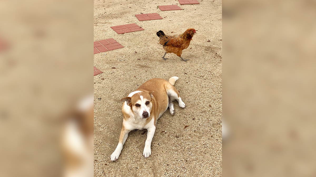‘I Can’t Believe That Just Happened’: Dog, Chicken Scuffle During Live ...