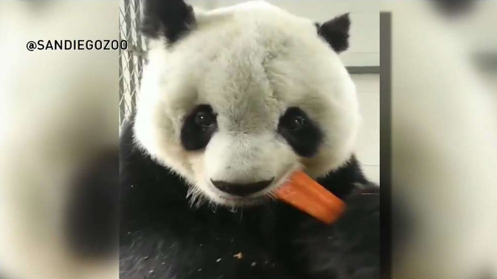 Watch: San Diego Zoo’s Giant Panda, Gao Gao, Chows Down in China – NBC ...