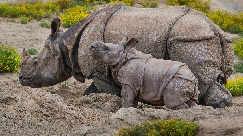 Greater One-Horned Rhino Calf Debuts at San Diego Safari Park – NBC 7 ...