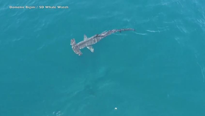Photographer Captures Video of Hammerhead Shark Near Mission Bay – NBC 7 San Diego