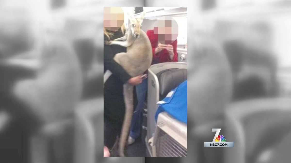 ’Emotional Support’ Animals a Growing Problem on Airplanes: Flight ...