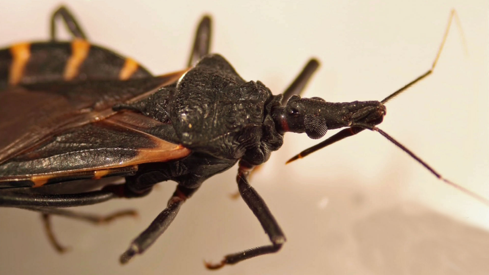 Chagas disease could lead be life-threatening, San Diego doctor says ...