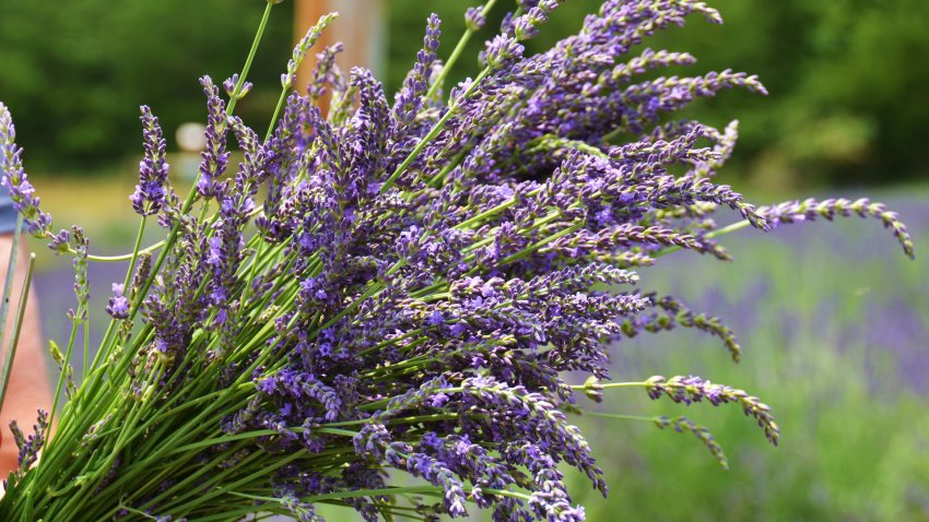Lavender Blue Harvest Days are blooming at Apple Hill – NBC 7 San Diego
