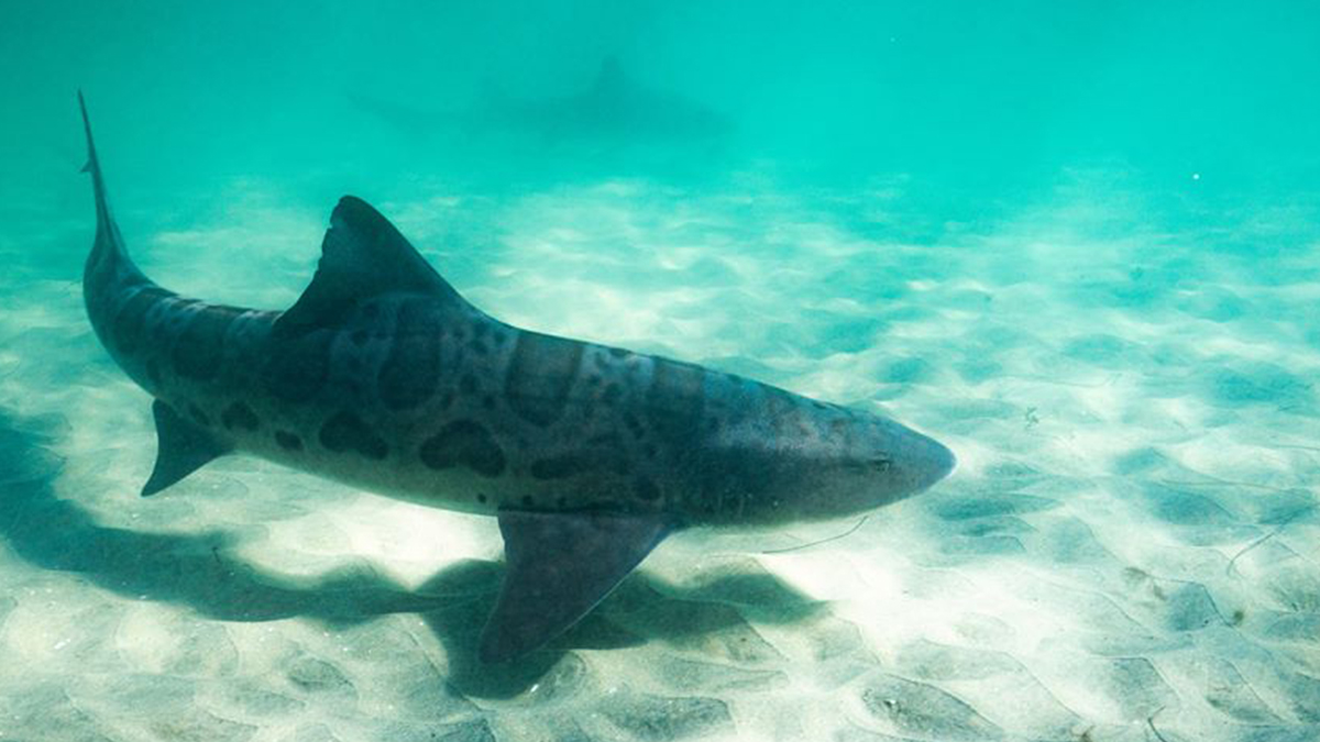 Leopard Sharks Get Close at La Jolla Shores – NBC 7 San Diego