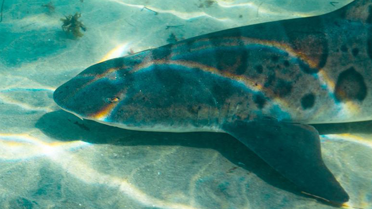 Leopard Sharks Get Close at La Jolla Shores – NBC 7 San Diego