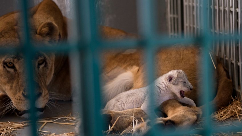 Lion Rescued From Syria Zoo Gives Birth in Jordan Reserve – NBC 7 San Diego