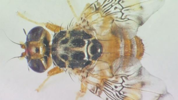 93 Miles of County Quarantined Due to Fruit Fly Infestation – NBC 7 San ...