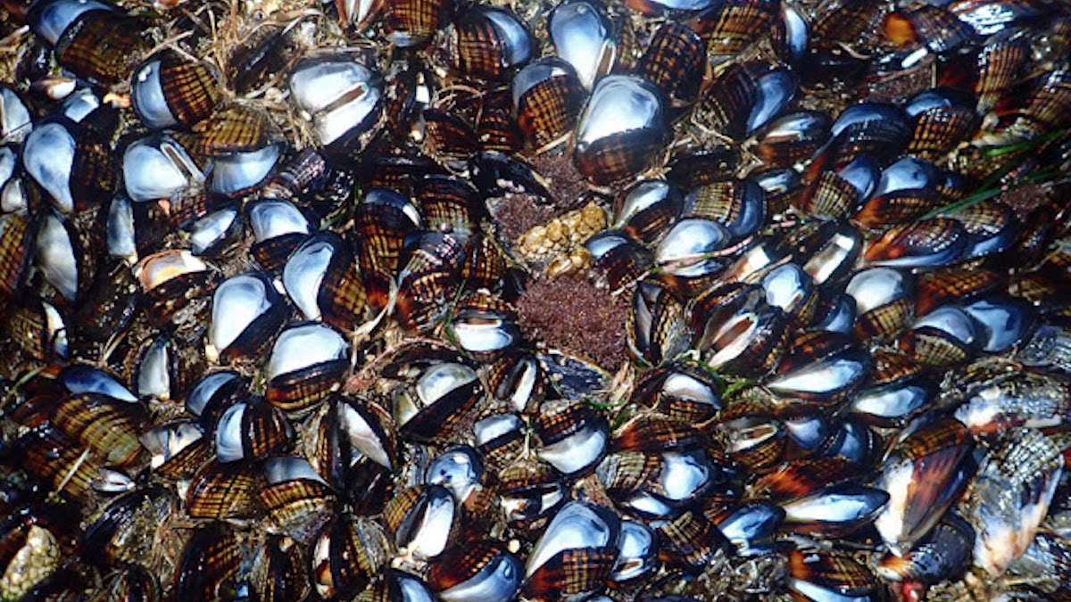 Rising Ocean Acidity Levels Are Weakening Mussel Shells, UCSD ...