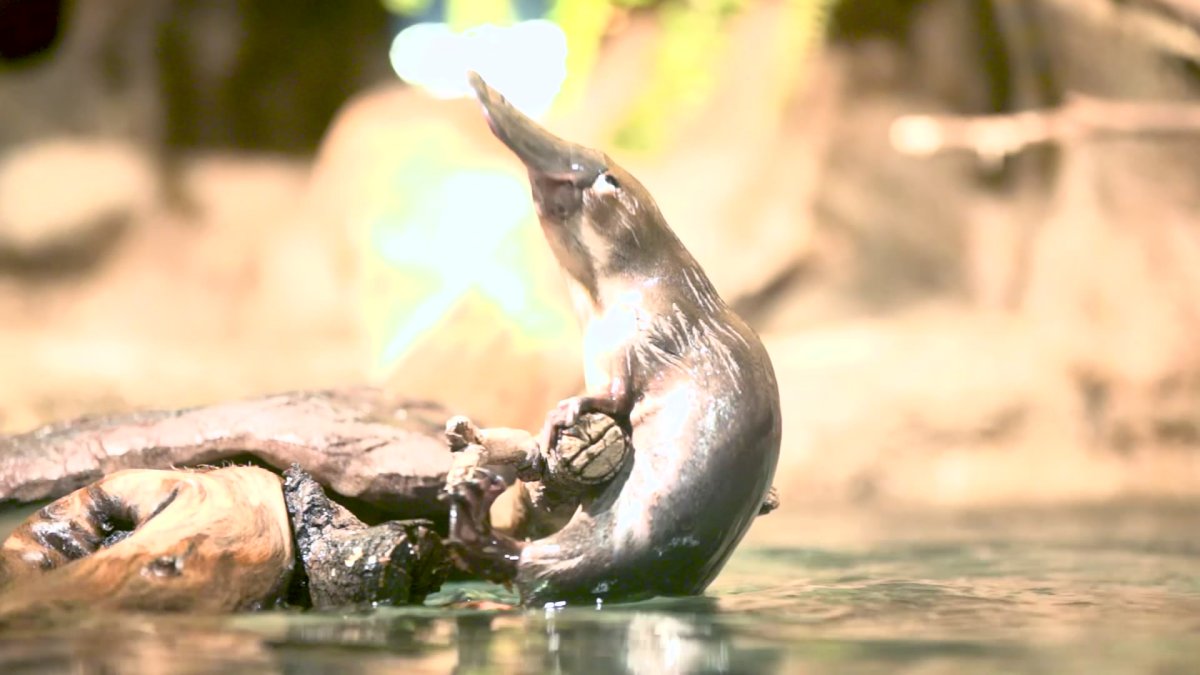 Pair of Platypi From Australia Latest Addition to San Diego Zoo Safari ...