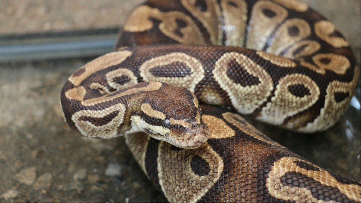 Police Capture 5 Foot Long Not Friendly Python In Redlands Residential Area NBC 7 San Diego police-capture-5-foot-long-not-friendly-python-in-redlands-residential-area-nbc-7-san-diego
