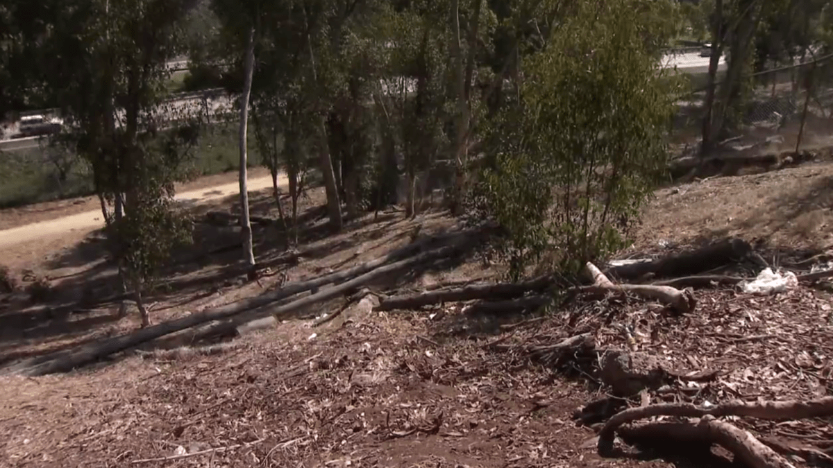 City Cutting Down Dying Redwoods Near Balboa Park – NBC 7 San Diego