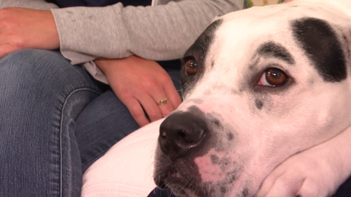 A Dog’s Incredible Story of Rescue and Recovery – NBC 7 San Diego