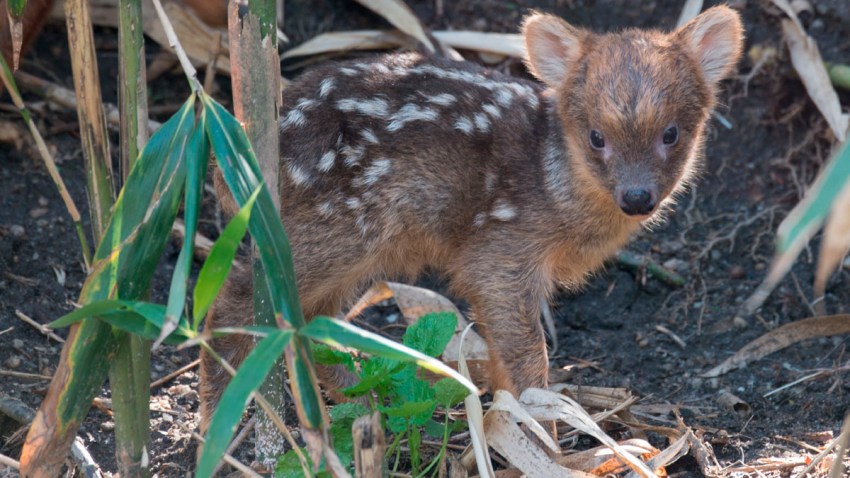 World’s Smallest Deer Born at Queens Zoo – NBC 7 San Diego